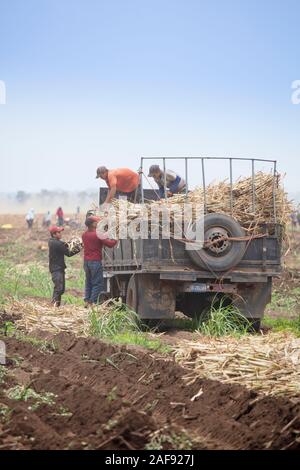 Sugarcane workers harvesting cane in a field in El Salvador, Central ...