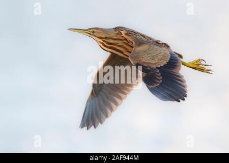 American bittern in flight Stock Photo - Alamy