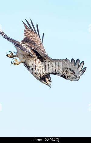 Red-tailed hawk in dive Stock Photo - Alamy
