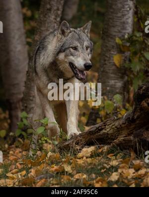 CAPTIVE: Female Tundra Wolf in snow, Alaska Wildlife Conservation Center, Southcentral Alaska ...