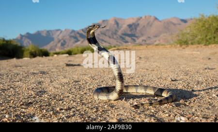Kunene Shield Cobra (Aspidelaps lubricus cowlesi) in aggressive posture ...
