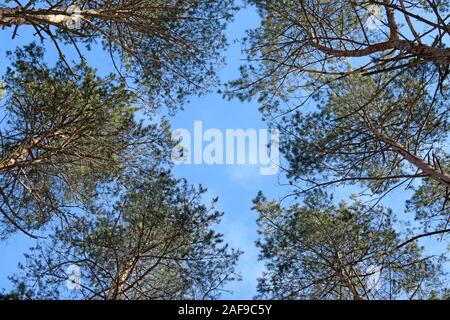 bottom view of tops of pine and oak trees lit by sun in forest of urban ...