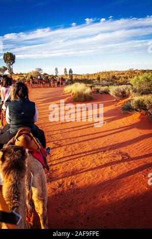 An Uluru camel sunset tour with camels and their tourist passengers ...