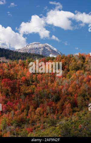 Fall colors, Mount Timpanogos, Wasatch Mountains, Utah Stock Photo - Alamy