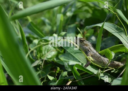 another morning in the garden! Stock Photo - Alamy