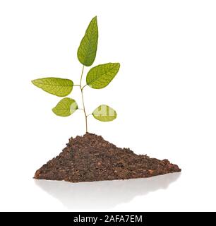 Green leaves sprout from eucalyptus lignotubers on a burnt tree trunk ...