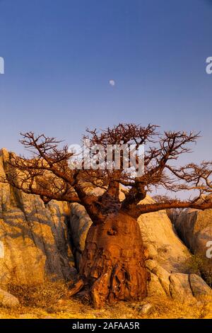 Rocky Kubu island & huge baobab trees, evening glow, Sowa pan(Sua pan ...