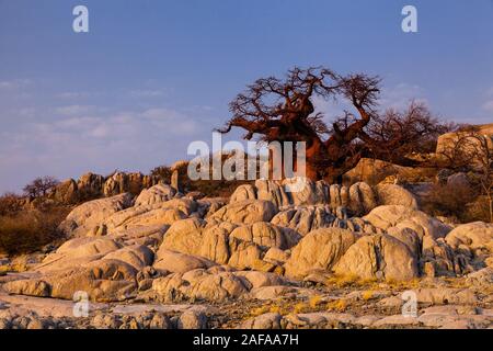 Rocky Kubu island & huge baobab trees, Sowa pan(Sua pan), Makgadikgadi ...