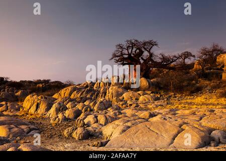 Rocky Kubu island & huge baobab trees, Sowa pan(Sua pan), Makgadikgadi ...
