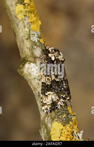 Coronet Moth (Craniophora ligustri) green form, at rest on leaf, Wales ...