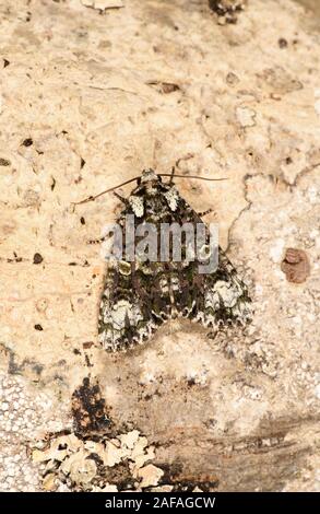 Coronet Moth (Craniophora ligustri) green form, at rest on leaf, Wales ...