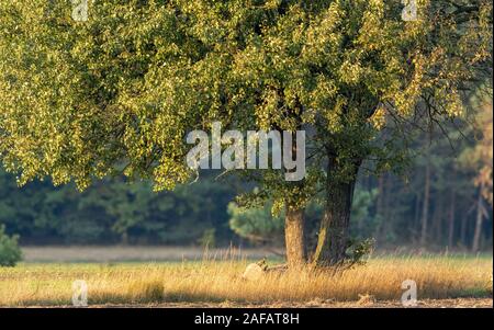 Wild old pear tree in summer sunset light and cereal in background ...