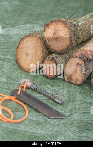Fatwood sticks from a Monteray Pine / Pinus radiata. Fatwood is ...