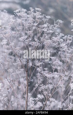 Hemlock in mist and frost Stock Photo - Alamy