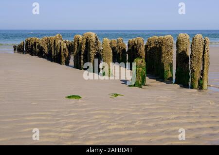 Algenbewachsene Buhnen am Abend bei Ebbe, Strand von Rantum, Sylt ...