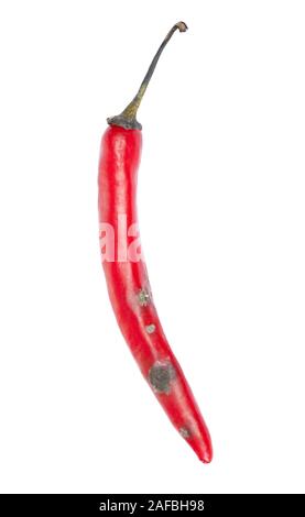 moldy of red chili pepper / Rotten red chili pepper in white background ...