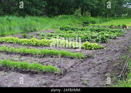 Rows of vegetables growing in a backyard garden Stock Photo - Alamy