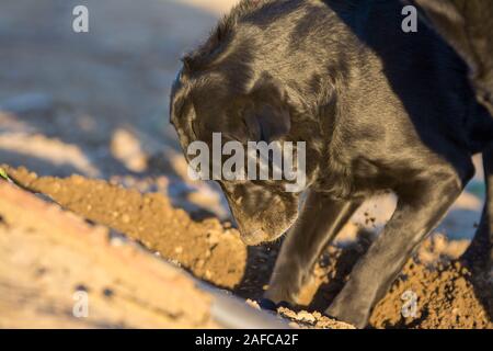 Black labrador retriever dog digging a hole Stock Photo - Alamy