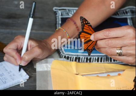 Tagging monarch butterflies Stock Photo - Alamy