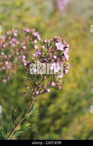 The Geraldton wax plant is native to Australia and produces small, pink ...