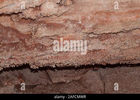 A detailed section of frostwork and popcorn style cave features at Wind ...