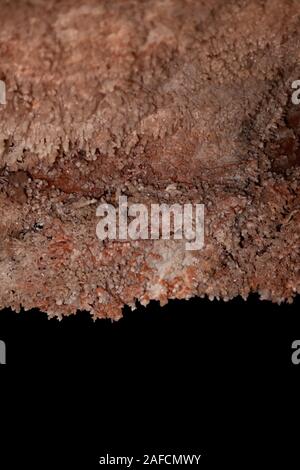 A detailed section of frostwork and popcorn style cave features at Wind ...