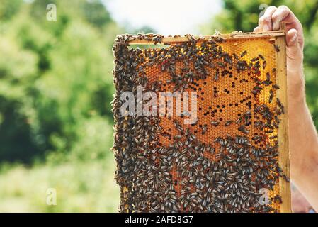 Beekeeper holds honeycomb sweet nectar filled with bees at clear sunny ...