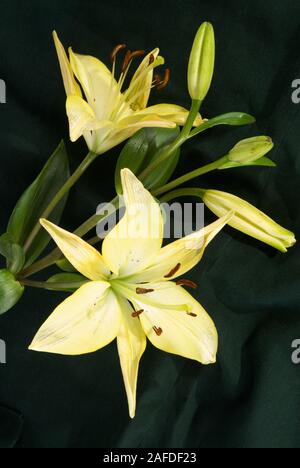 Flower arrangement of yellow daylily or day lily Pavia lilaceae lilium ...