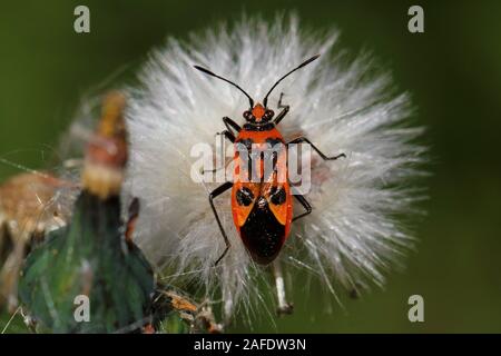 Cinnamon Bug (Corizus hyoscyami), UK Stock Photo - Alamy