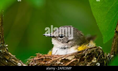 Female American Redstart on Nest Stock Photo - Alamy