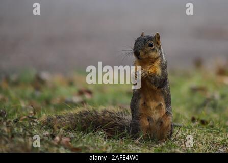 Indiana Fox squirrel standing in the grass eating Stock Photo - Alamy