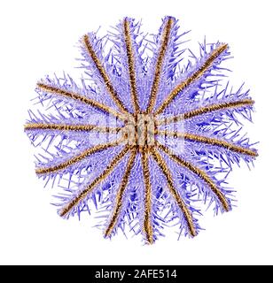 crown-of-thorns sea star isolated on white background Stock Photo - Alamy