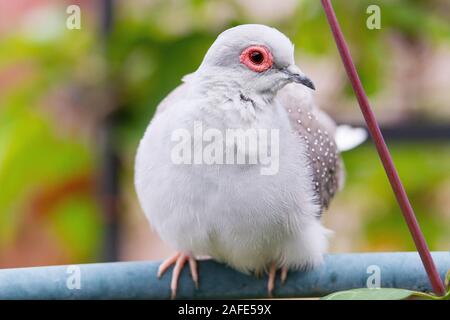 Closeup of a diamond dove, Geopelia cuneata, is a resident bird in ...