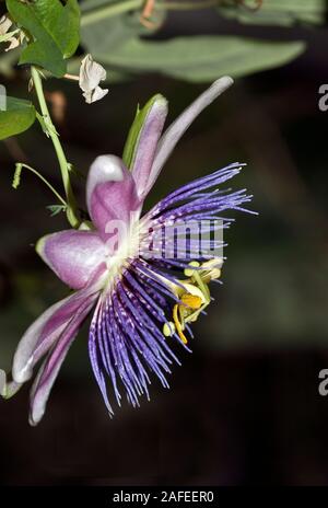 purple passionflower (Passiflora incarnata Stock Photo - Alamy