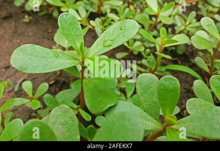 Portulaca oleracea plant with many benefits growing Stock Photo - Alamy