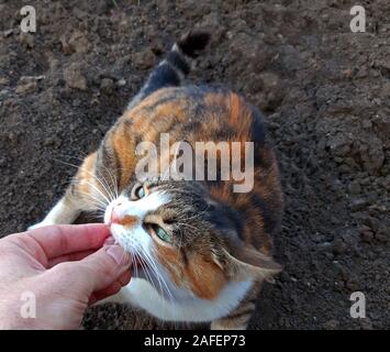Cat eating food from hand next to automatic feeder Stock Photo - Alamy