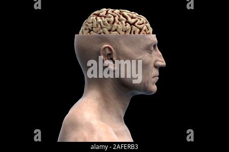Realistic rendering of the human brain anatomy - three dimensional ...
