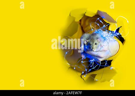 The concept of curiosity. White mouse looks. The white rat is curious ...