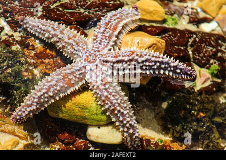 A red thorny starfish in shallow tide pool waters in the Bahamas Stock ...