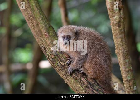A young San Martin Titi Monkey on the branch in the Tarapoto rainforest ...