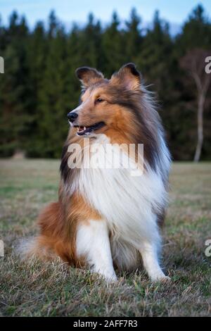 Sable Sheltie (Shetland Sheepdog) sitting Stock Photo - Alamy