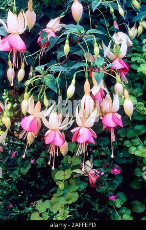 Pink and white Trailing Fuchsia plant in a basket Stock Photo - Alamy
