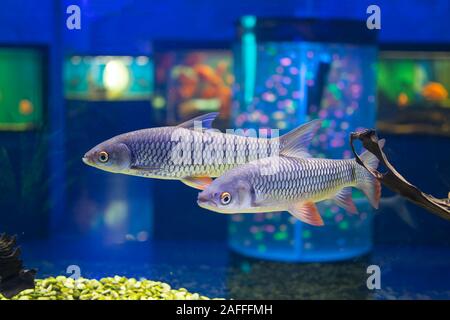 Flathead Grey Mullet - Fish on white Background Stock Photo - Alamy