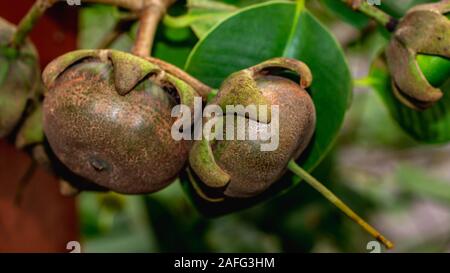 Fruits of Sonnereratia ovata or swamp apple tree. the fruit can be ...
