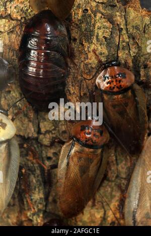 One kind of cockroaches is blattodea. It is kind of insects that ...