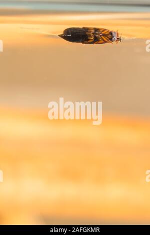 Whirligig beetle (Gyrinus sp) on the water surface taking off Stock ...