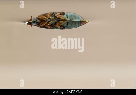 Whirligig beetle (Gyrinus sp) on the water surface taking off Stock ...