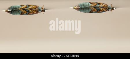 Whirligig beetle (Gyrinus sp) on the water surface taking off Stock ...