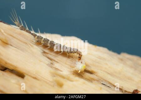 Whirligig beetle larva with prey (Gyrinus sp Stock Photo - Alamy