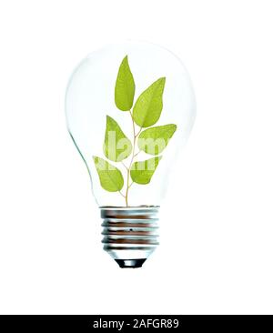 Incandescent light bulb with a tree shoot as the filament Stock Photo ...